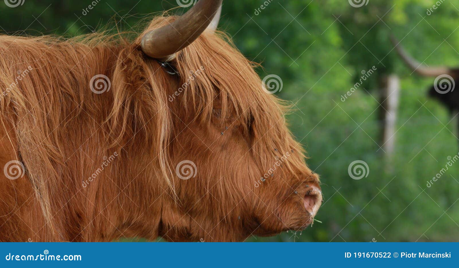 The shaggy cattle stock photo. Image of village, countrified - 191670522