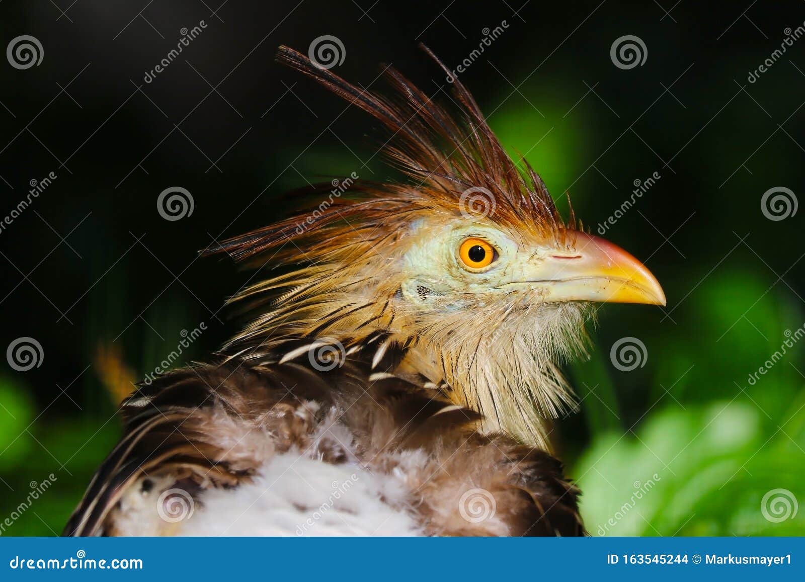 Shaggy Guira Cuckoo in Side View Stock Photo - Image of cuckoo, look ...