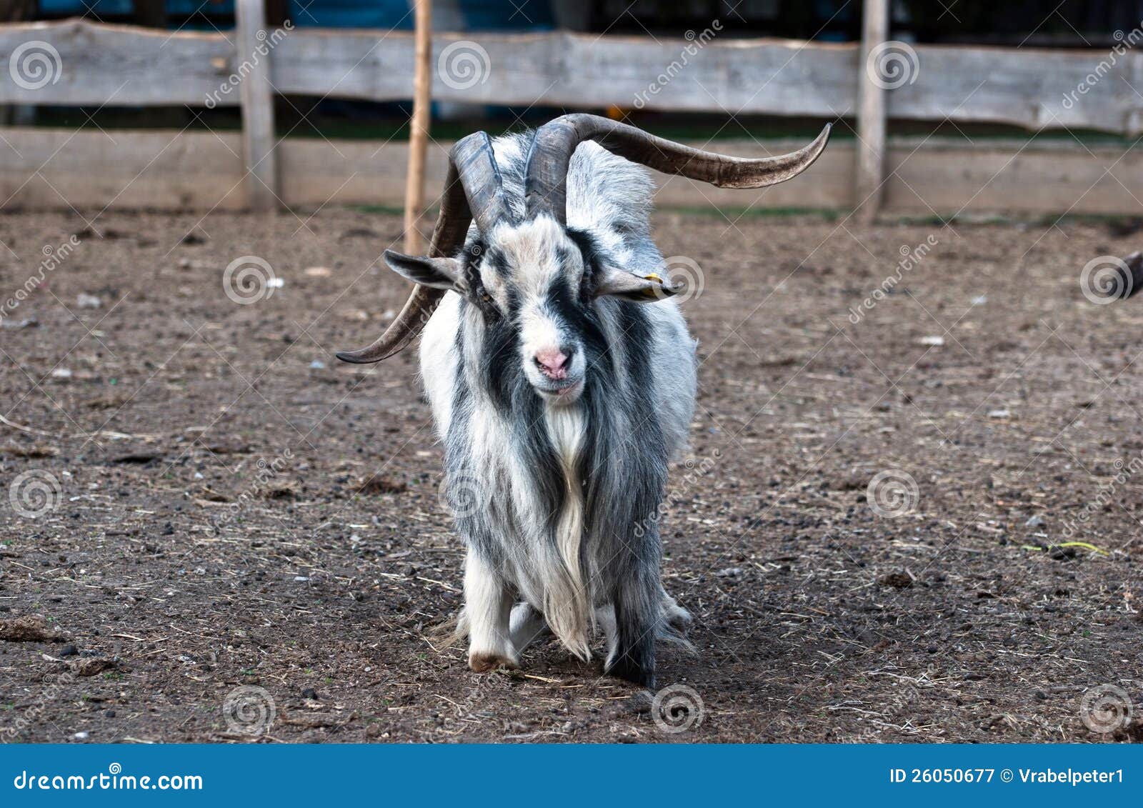 Shaggy Haired Goat on the Farm Stock Image - Image of agricultural ...