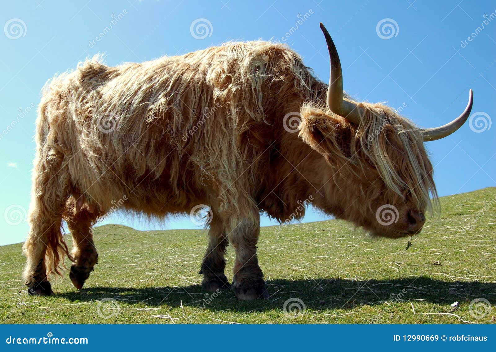 Shaggy Highland Cow stock image. Image of scot, scottish - 12990669