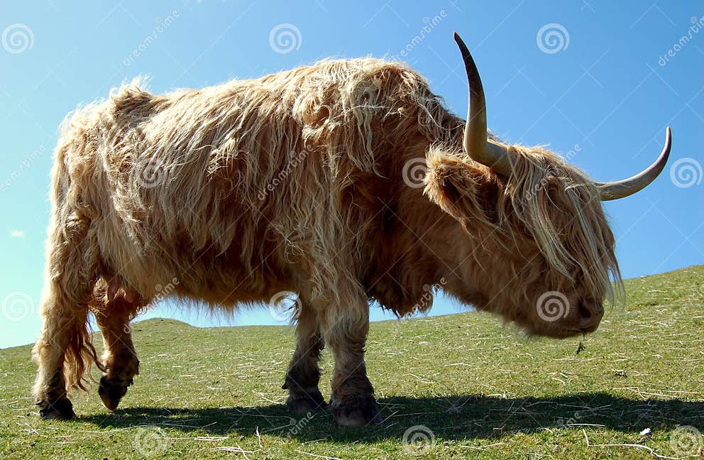 Shaggy Highland Cow stock image. Image of scot, scottish - 12990669