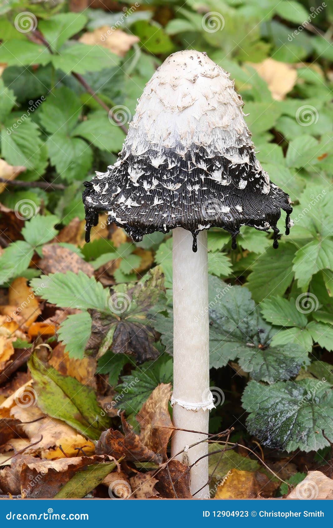 Shaggy Ink Cap (Coprinus Comatus) Stock Photos - Image: 12904923