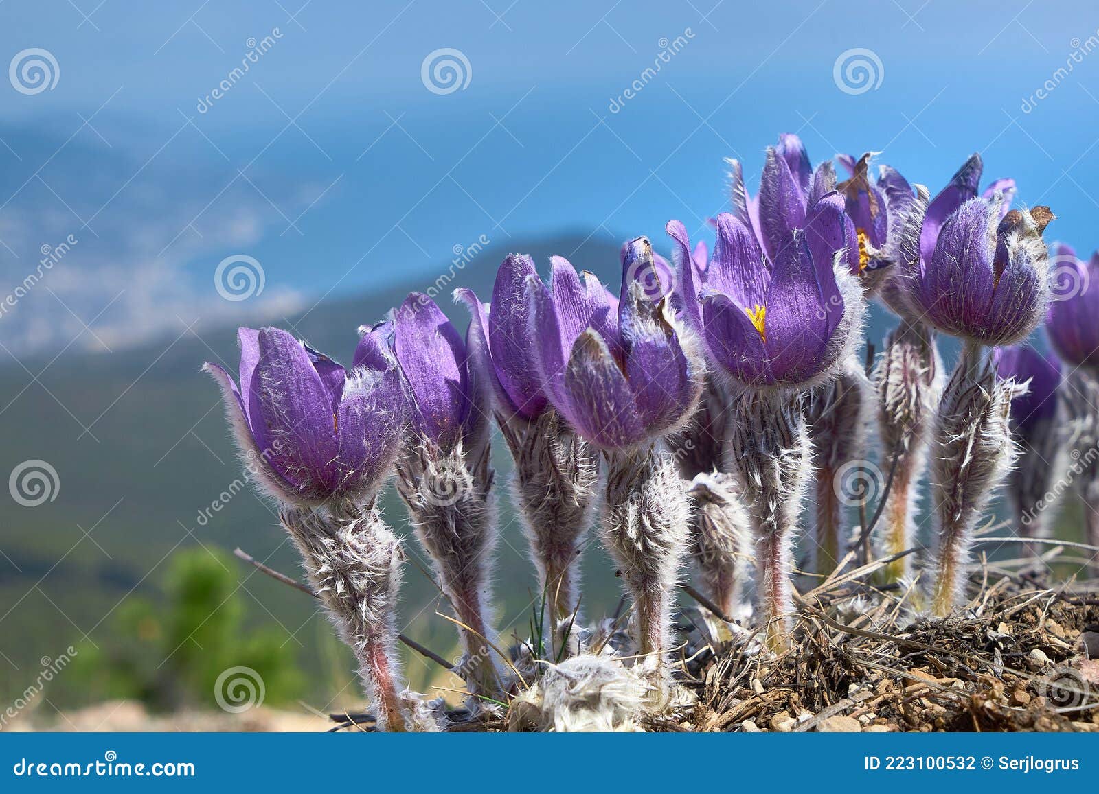 Shaggy Mountain Crocuses Bloom on a Mountain Peak Stock Photo - Image ...