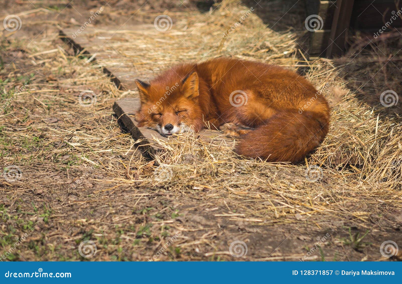 Shaggy Red Fox Curled Up on Dry Grass Lawn Stock Image - Image of ...