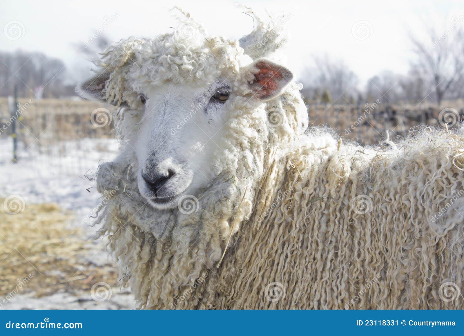Shaggy sheep stock image. Image of male, peaceful, grin - 23118331