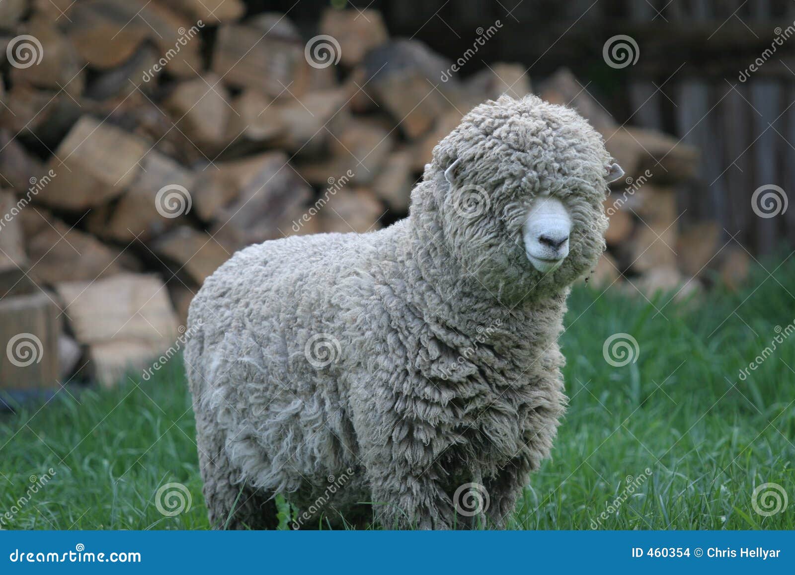 Shaggy sheep stock photo. Image of woodpile, rural, mutton - 460354