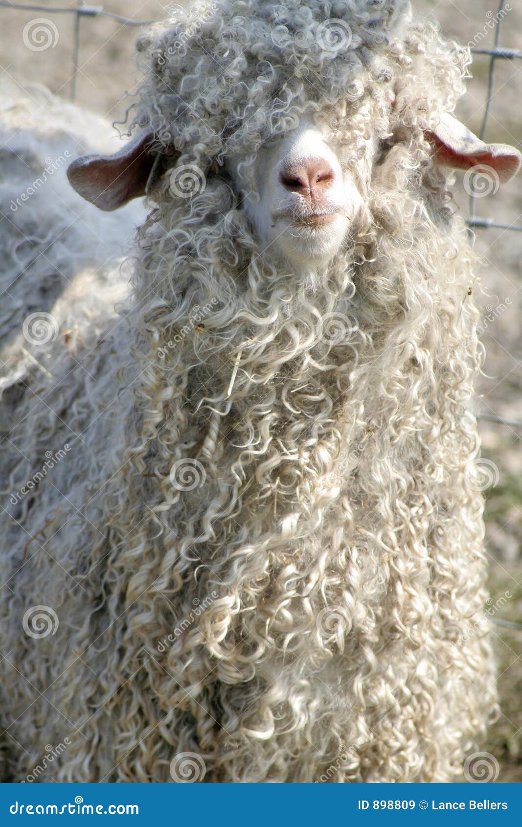 Shaggy sheep stock image. Image of woolly, insulation, livestock - 898809