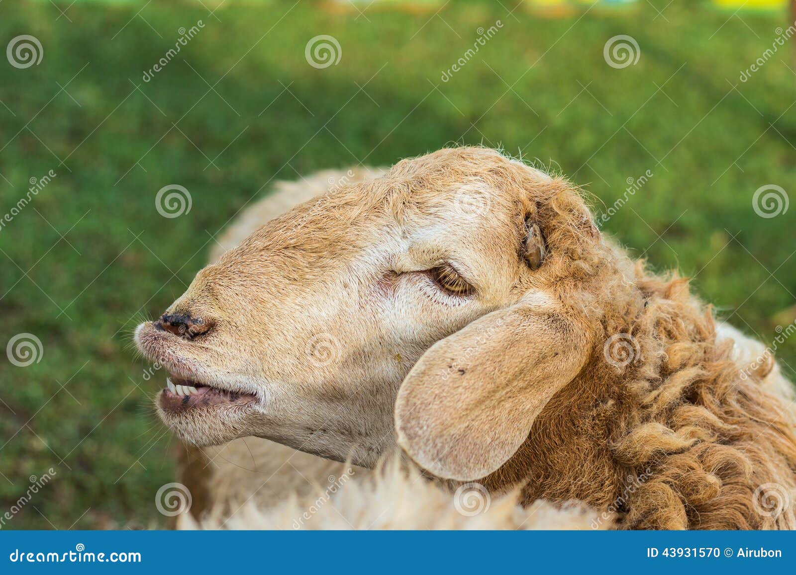 Shaggy sheep stock photo. Image of looking, grazing, mammal - 43931570