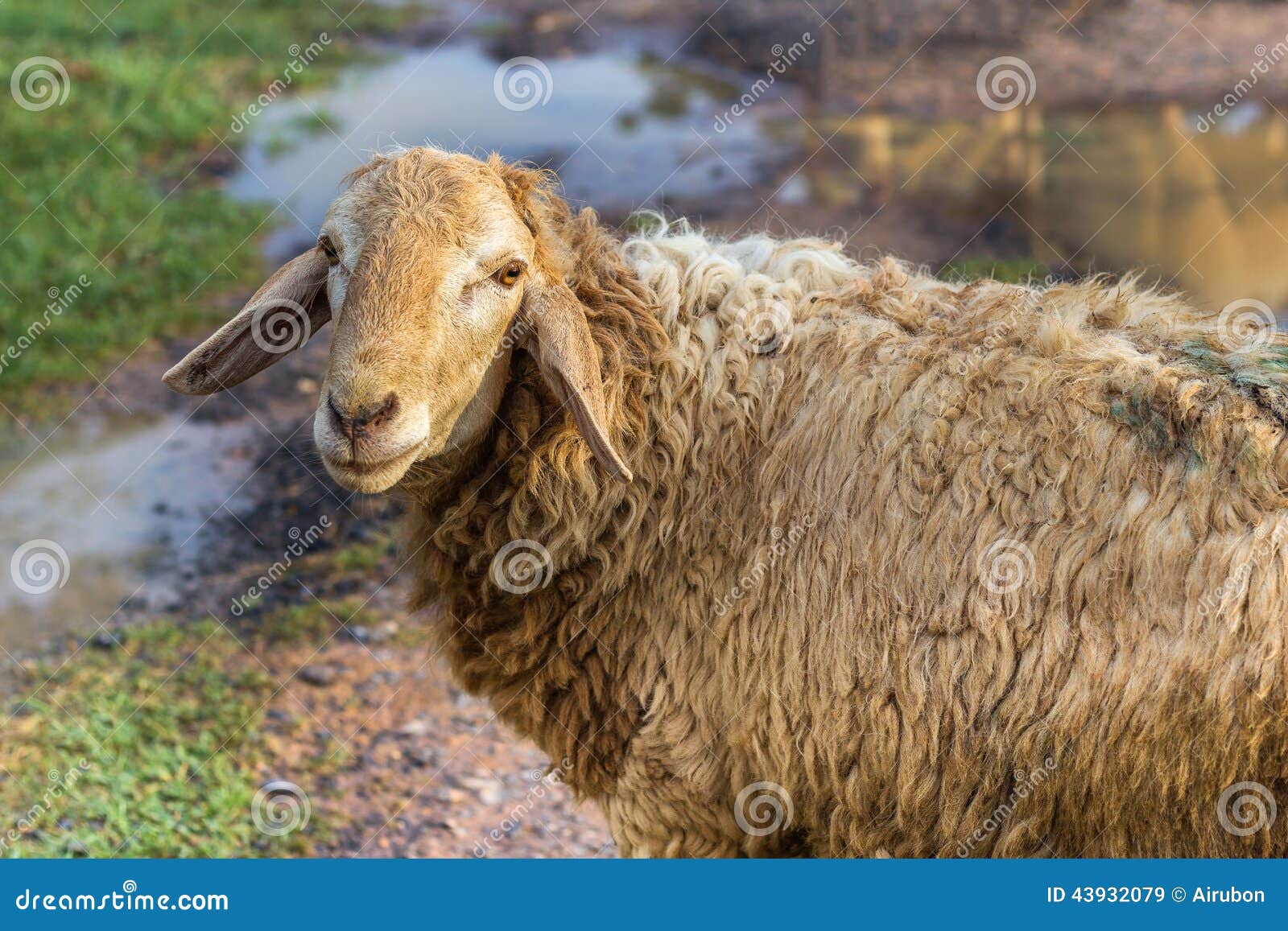 Shaggy sheep stock image. Image of wild, sheep, fluffy - 43932079