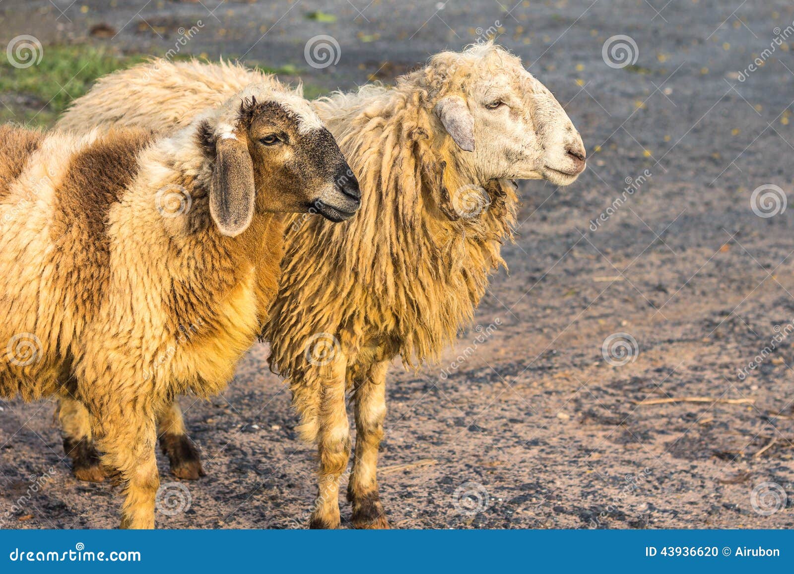 Shaggy sheep stock photo. Image of domestic, nature, fleece - 43936620