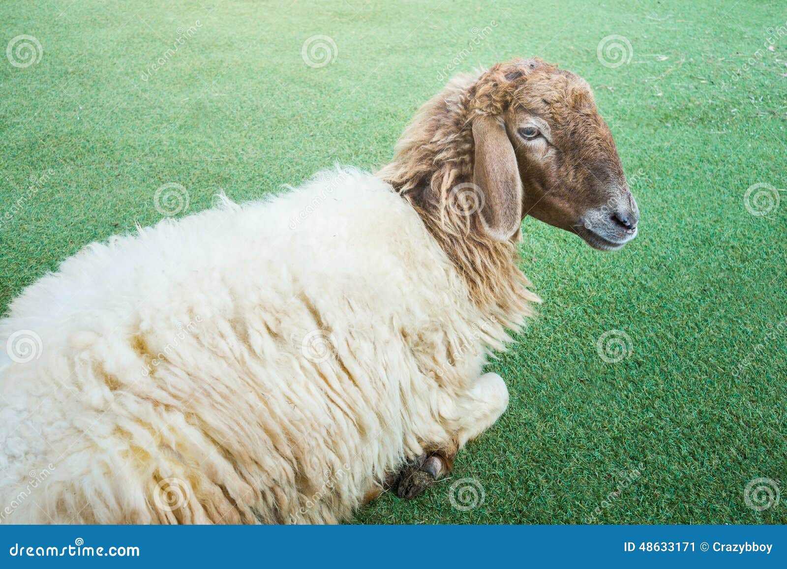 Shaggy Sheep Royalty-Free Stock Image | CartoonDealer.com #37958356