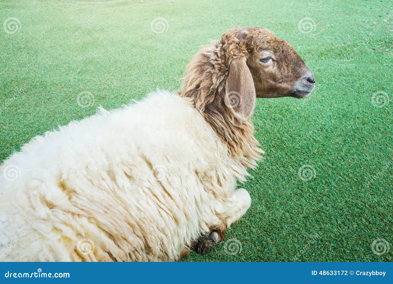 One Shaggy Sheep Royalty-Free Stock Photo | CartoonDealer.com #183240363