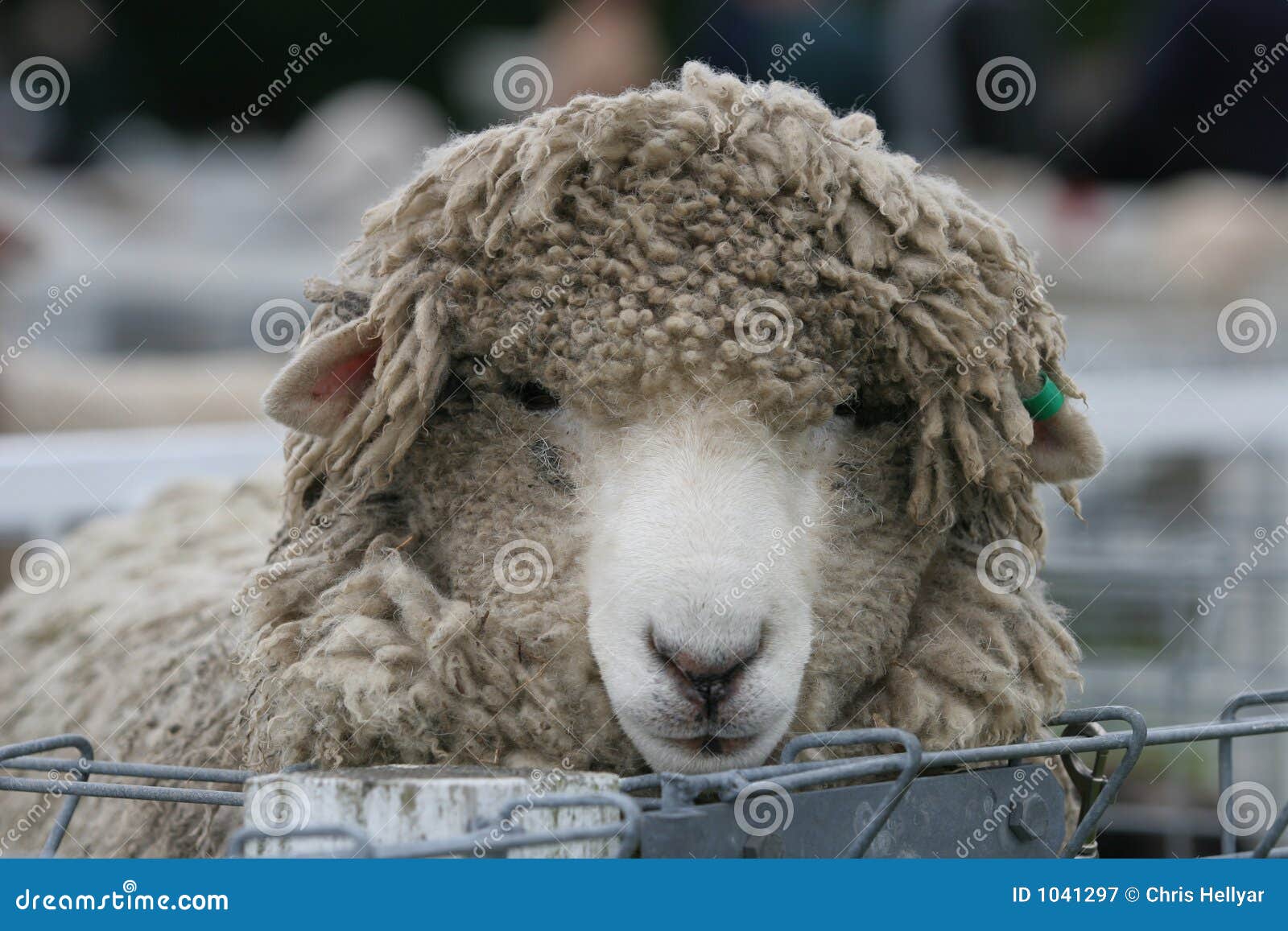 Shaggy sheep in the pens stock image. Image of fiber, look - 1041297
