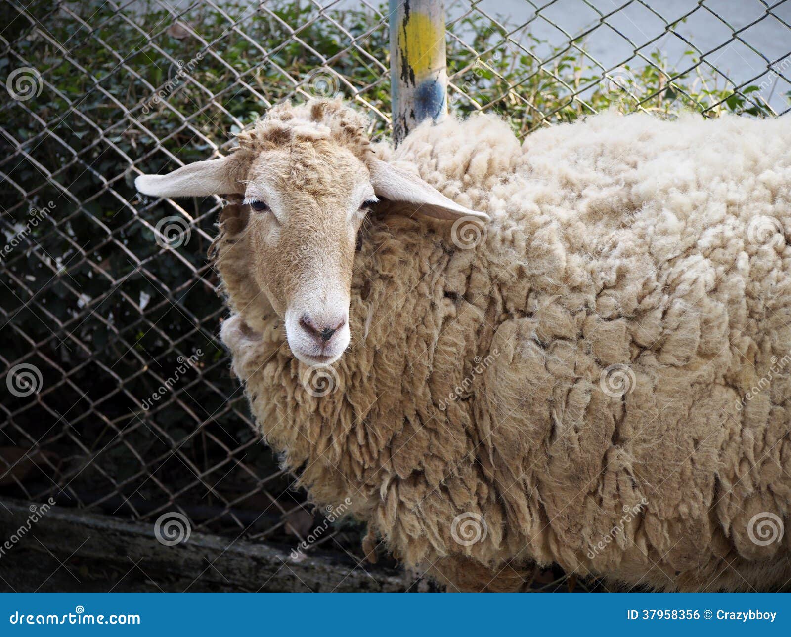 Shaggy sheep stock photo. Image of sheep, animal, cattle - 37958356