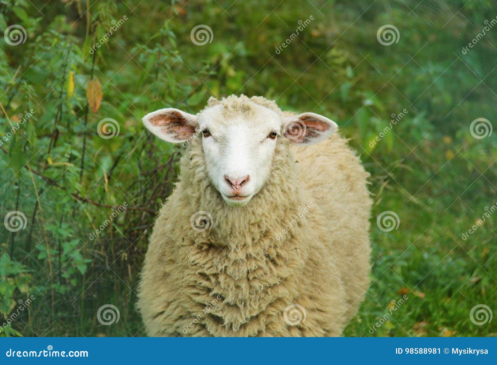 Shaggy sheep stock image. Image of welfare, bushy, countryside - 98588981
