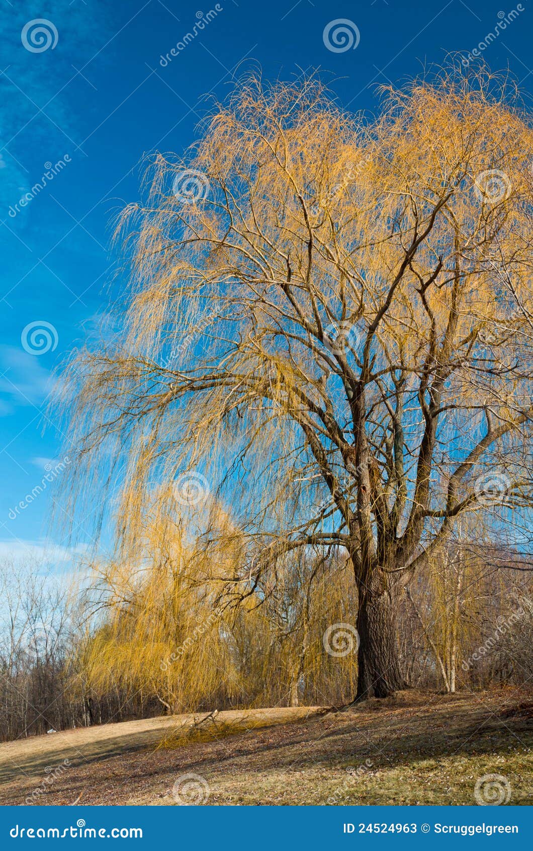 Shaggy Tree stock image. Image of shag, background, outside - 24524963