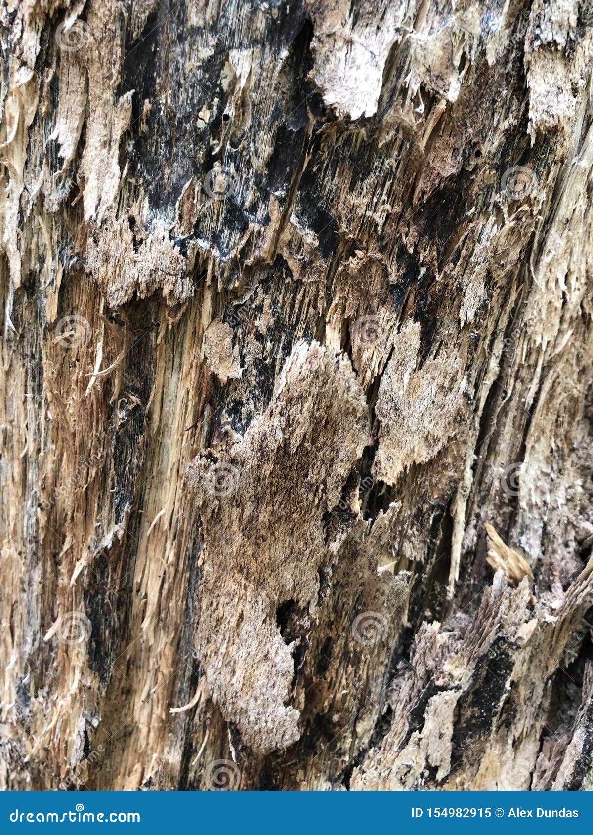 Shaggy Tree Bark stock image. Image of bark, decay, nature - 154982915