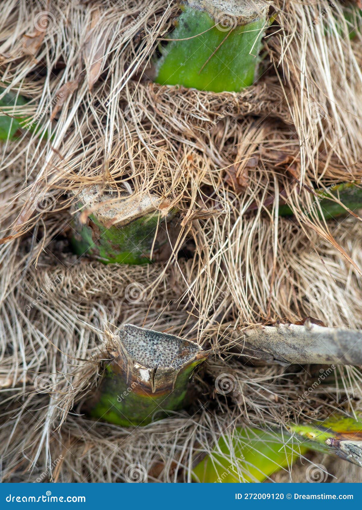 Shaggy Trunk of a Palm Tree. Palm Bark Pattern. Botany. Wood Background ...