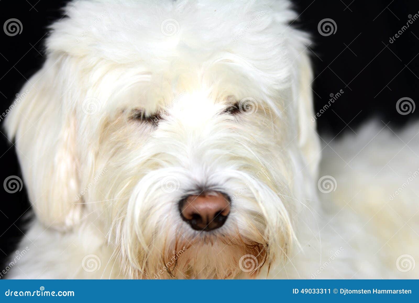 Shaggy White Dog Sembra Sveglio Immagine Stock - Immagine di furia ...