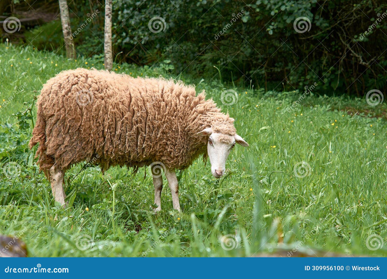 Shaggy Wool Sheep in a Green Grass Field Stock Photo - Image of woolly ...