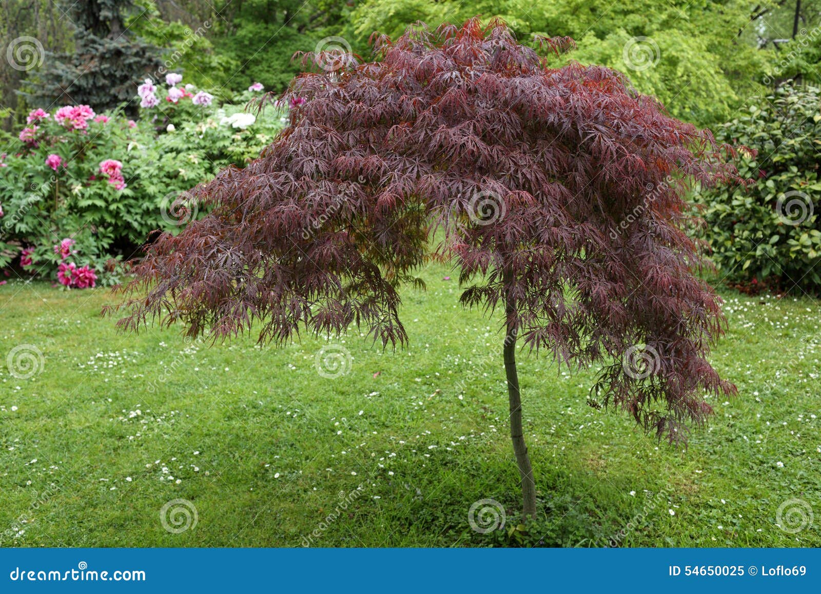 Shaina Japanese Maple (Acer Palmatum) Fotografering för Bildbyråer ...