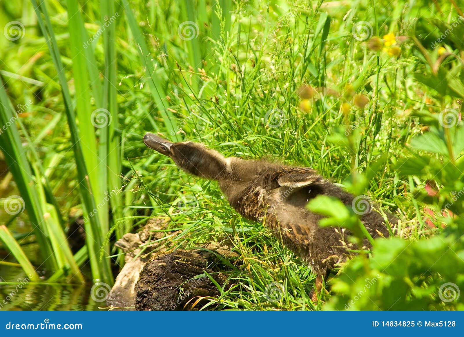 Shake stock image. Image of baby, lake, shake, duckling - 14834825