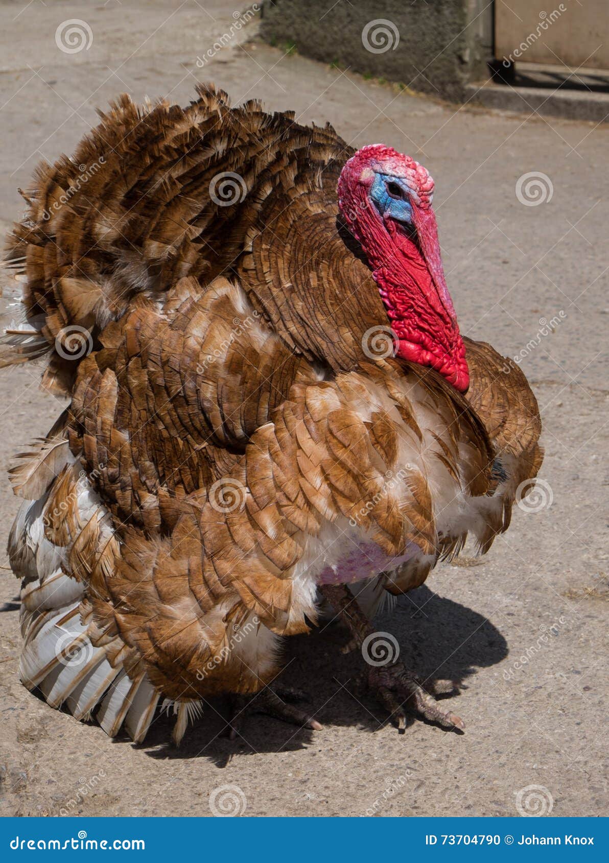 Shake your tail feathers stock photo. Image of color - 73704790