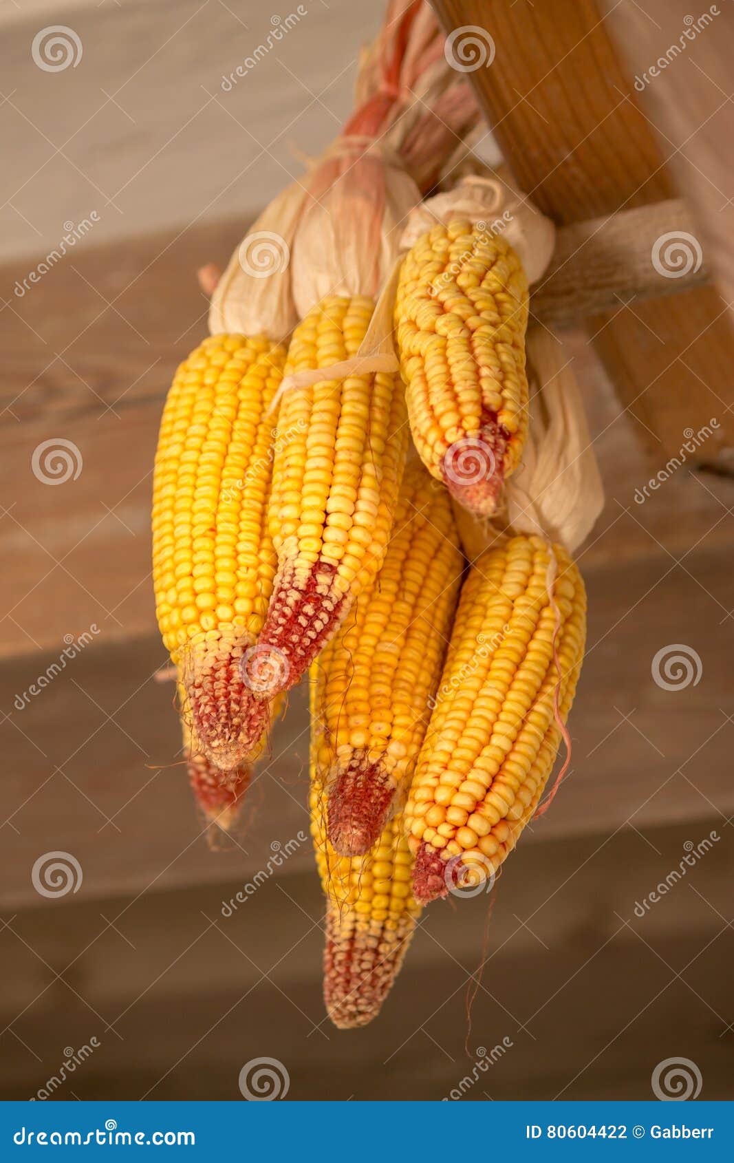 Shakes corn stock photo. Image of farming, rocker, indoors - 80604422