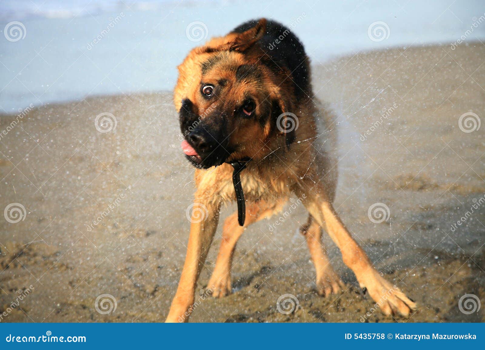 Shaking dog stock photo. Image of animal, enjoyment, blurred - 5435758