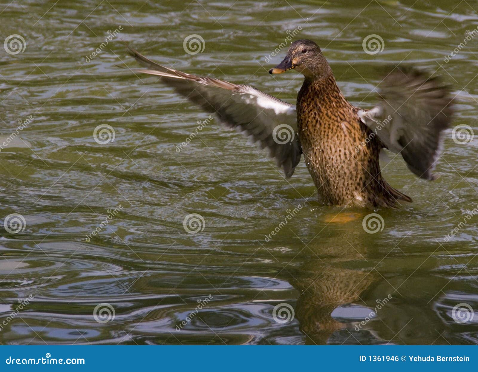 Shaking Duck stock photo. Image of bird, drops, wings - 1361946