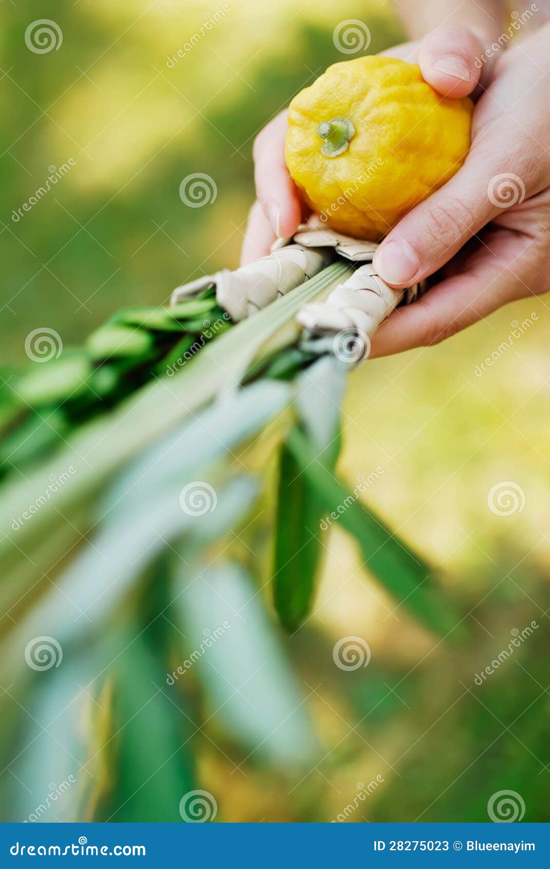 Shaking the Lulav stock image. Image of judaic, festival - 28275023