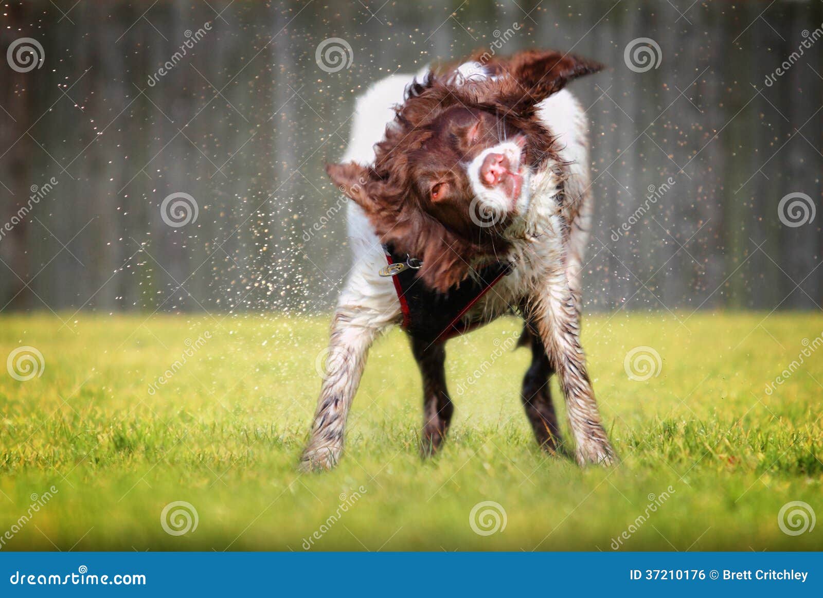 1,378 Drying Wet Dog Stock Photos - Free & Royalty-Free Stock Photos ...