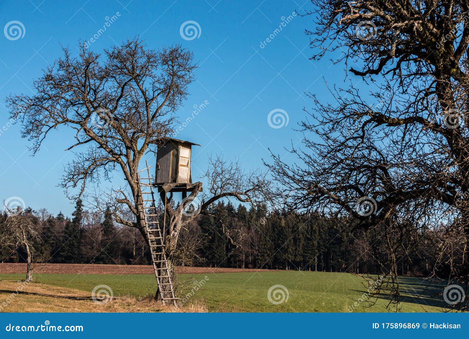 Shaky Raised Hide Up on Top of a High Tree Stock Image - Image of high ...