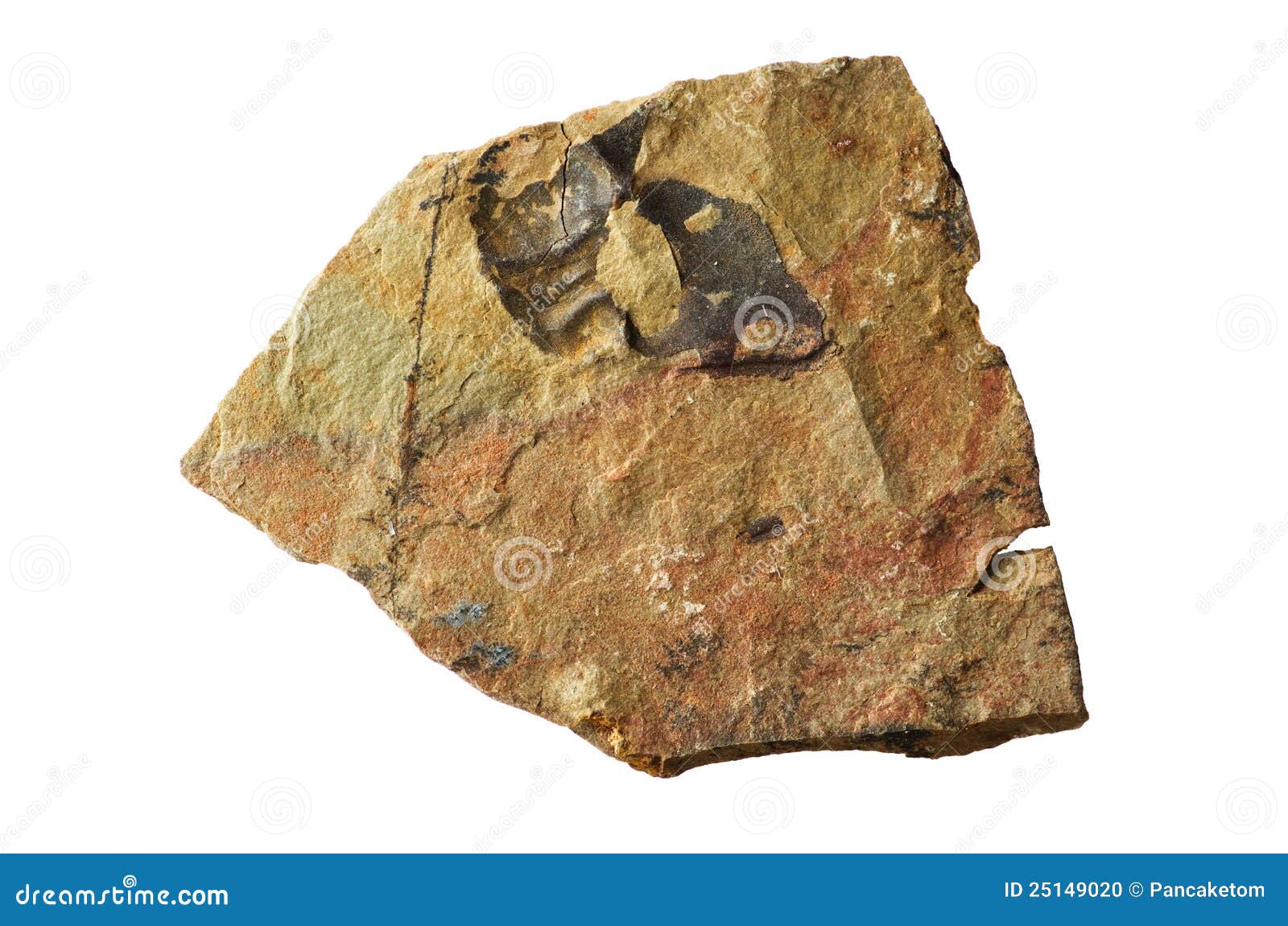 Shale with Trilobite Fossil Stock Photo - Image of nature, cambrian ...