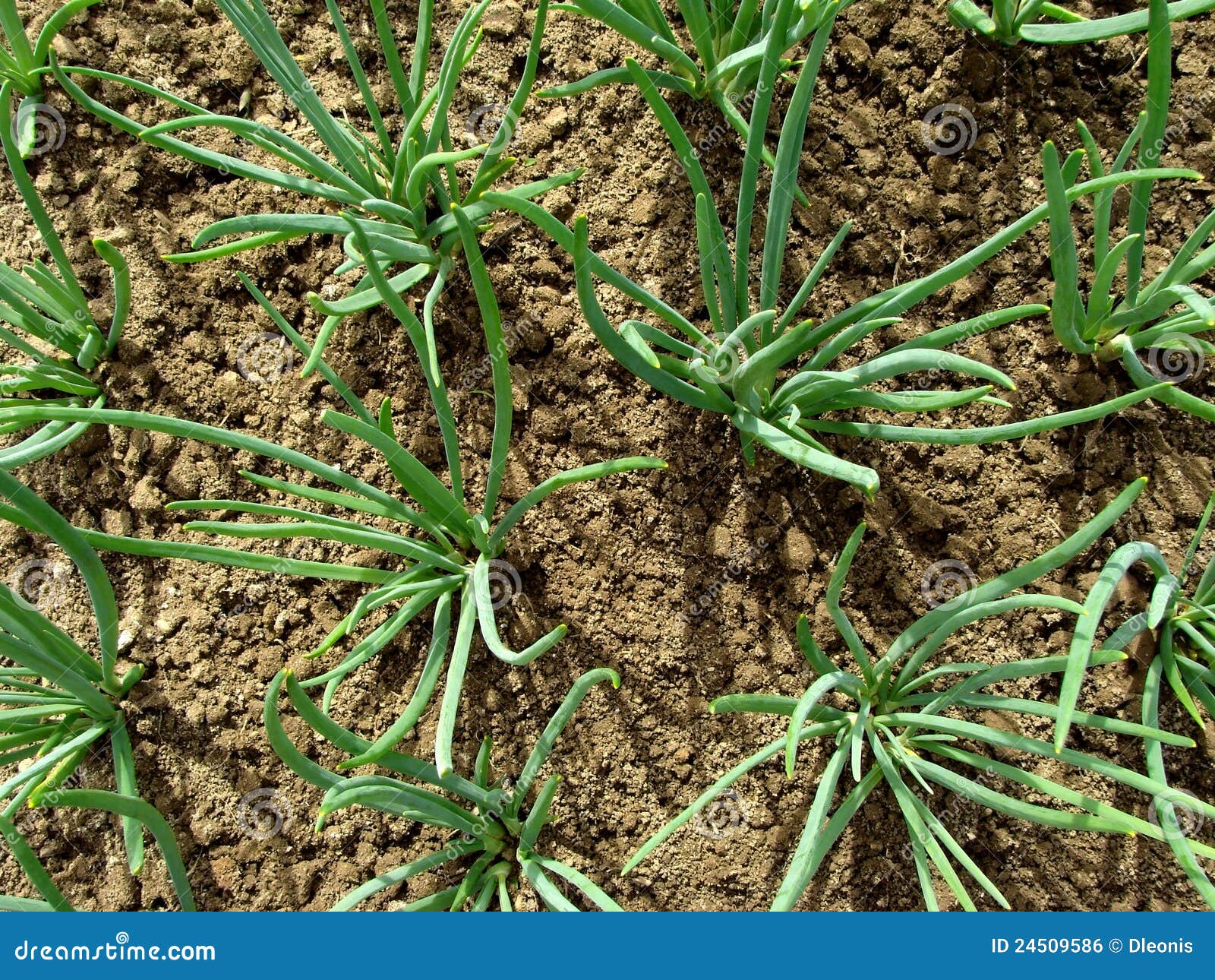 Shallot stock photo. Image of nature, cultivate, green - 24509586