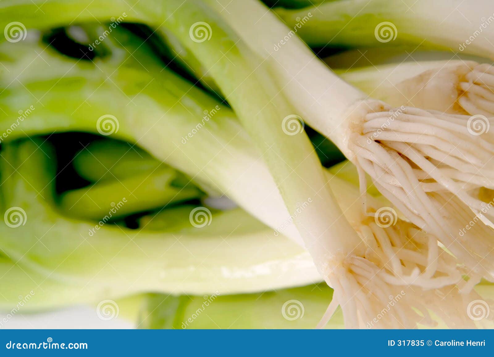 Shallot stock image. Image of meadow, white, nature, food - 317835
