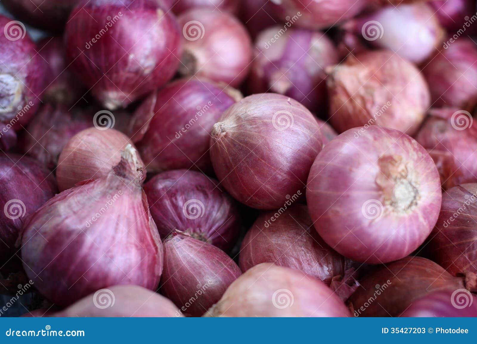 Shallot stock image. Image of diet, cloee, group, herb - 35427203