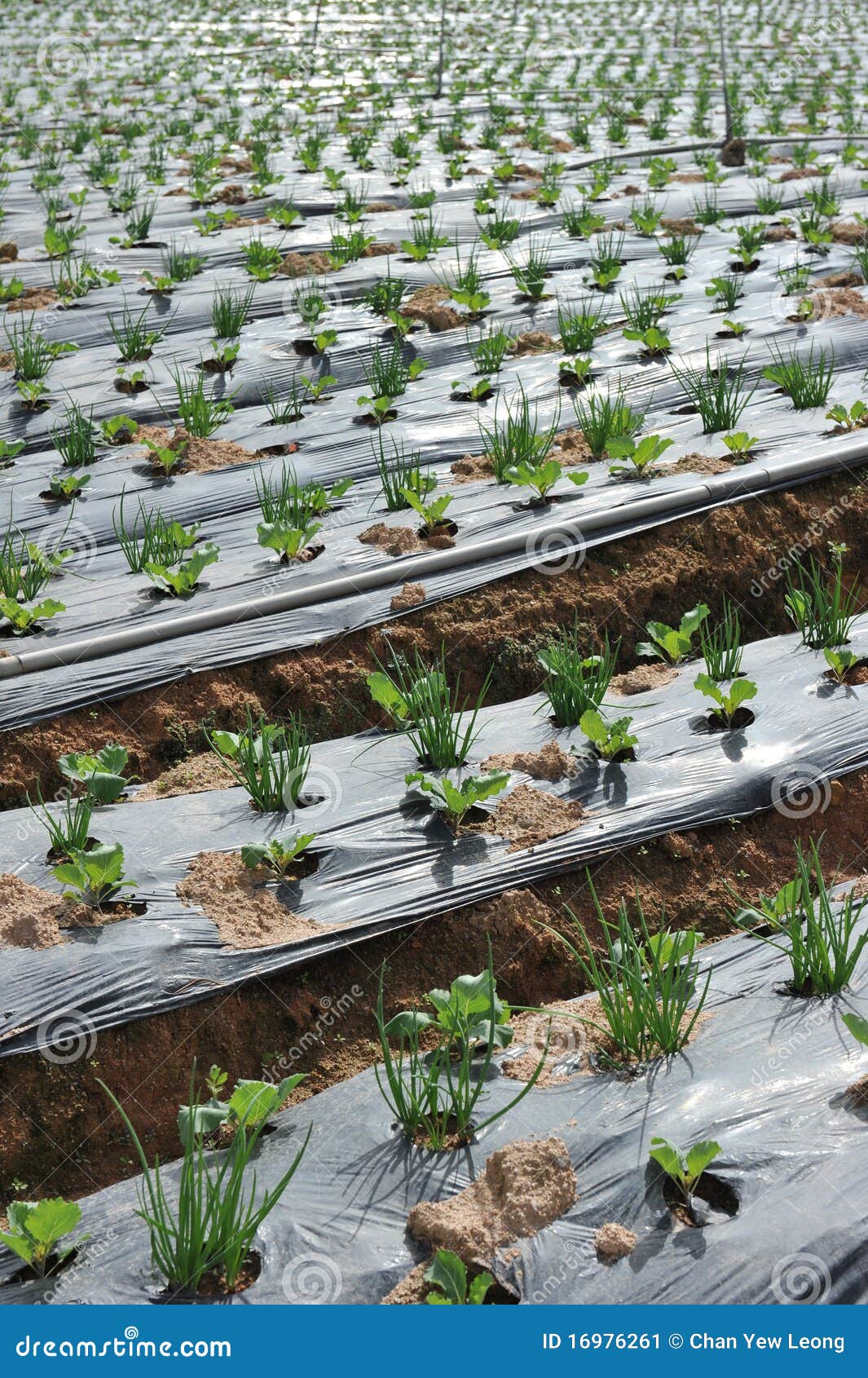 Shallot farm stock image. Image of ingredient, bunch - 16976261