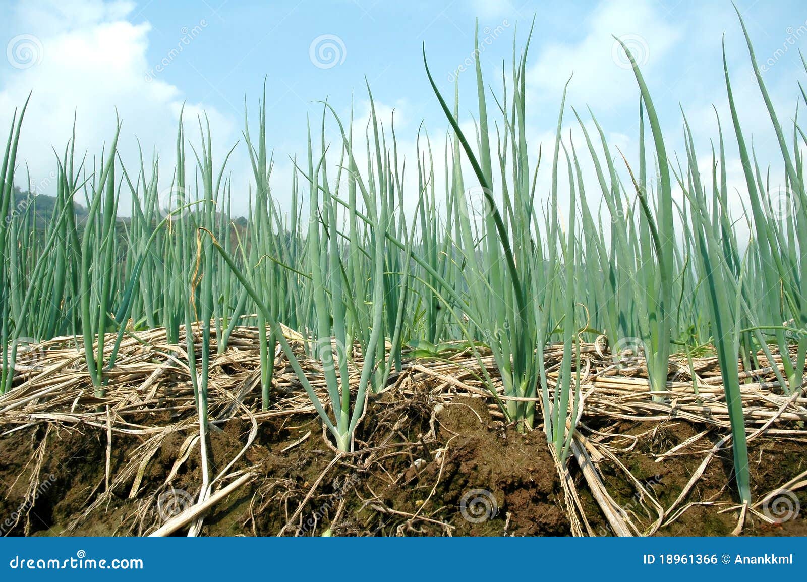 Shallot farm stock photo. Image of leaf, field, diet - 18961366