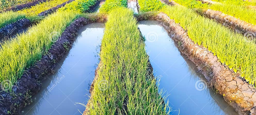 Shallot Field in Losari, Brebes, Central Java. Stock Photo - Image of ...