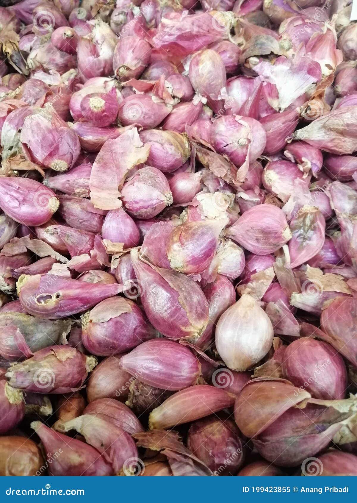 Shallot from My Countrysite Farm Stock Image - Image of shallot, herb ...