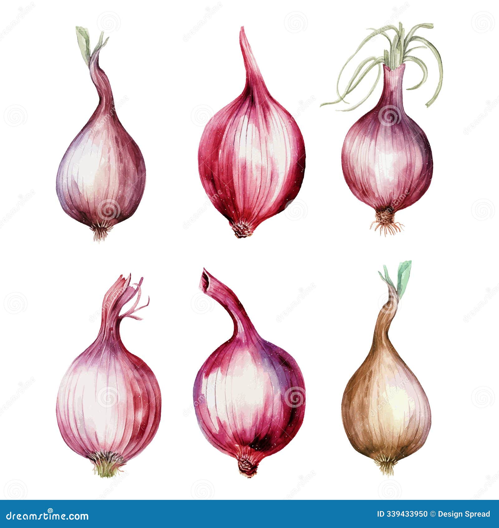 Onion Watercolor Illustration Sketch Drawing Style Clipart ...