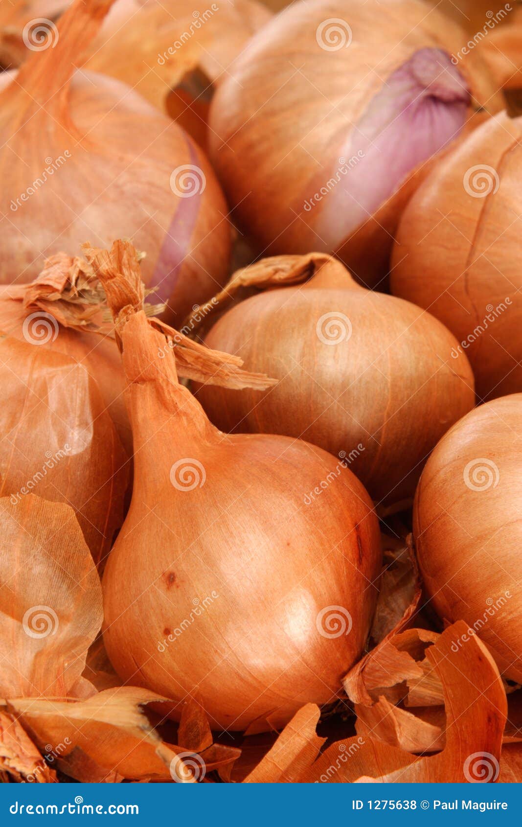 Shallots stock photo. Image of grocery, cooking, nutrition - 1275638