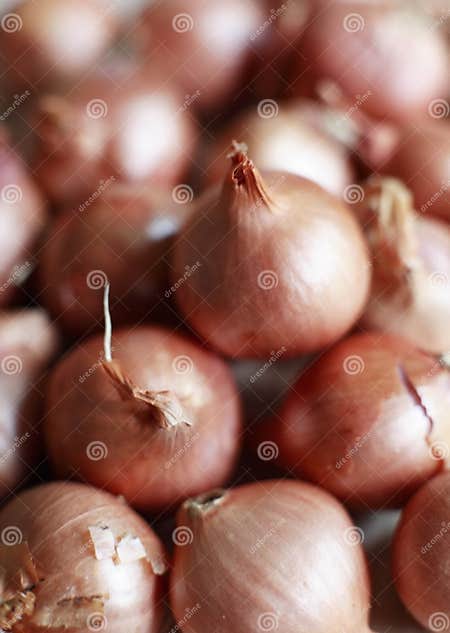Shallots baby onions stock image. Image of shallot, chopping - 2672249