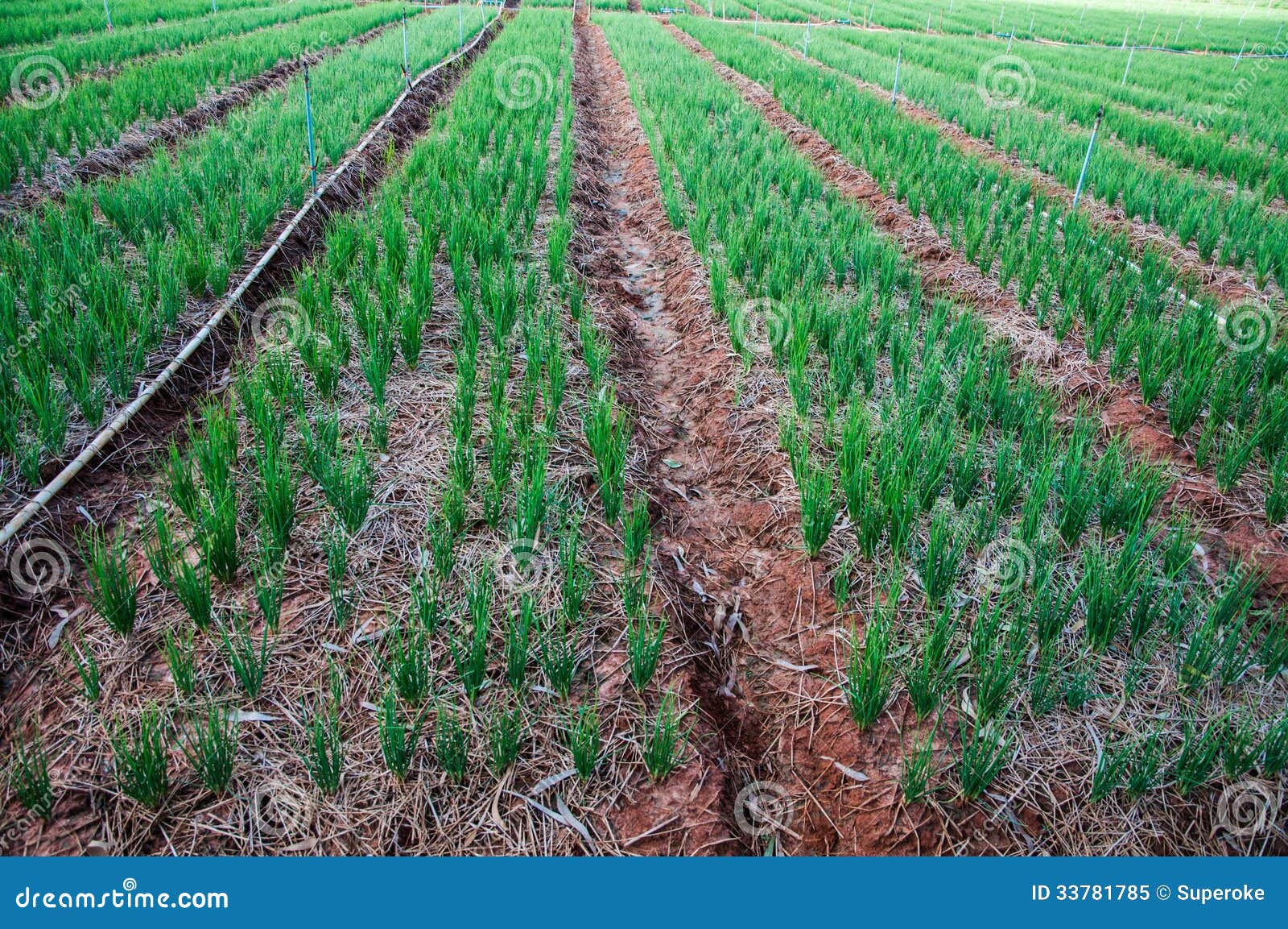 Onion farm stock image. Image of growing, industry, cultivation - 33781785