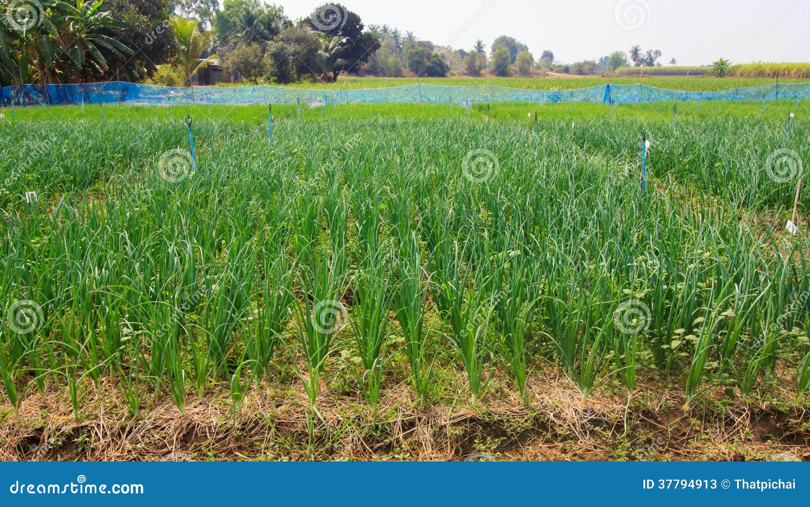 Shallots field stock image. Image of cultivating, country - 37794913