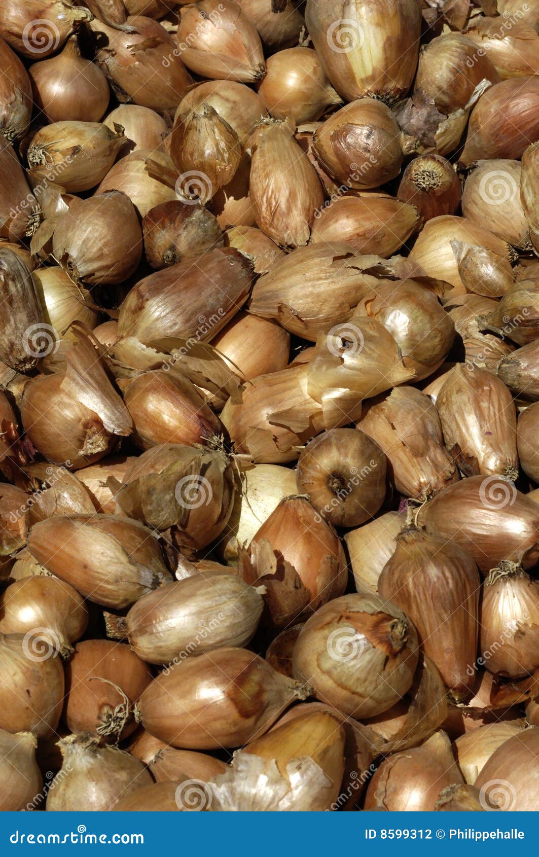Shallots at the market stock photo. Image of fresh, soup - 8599312