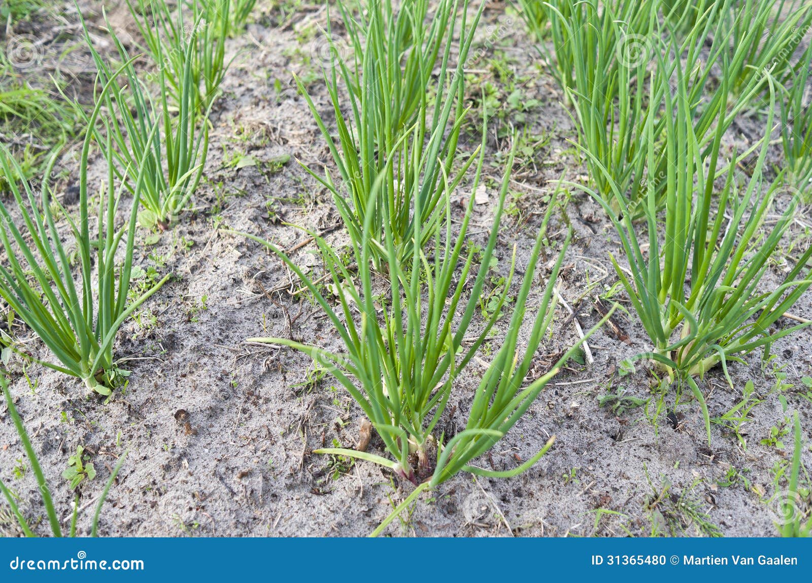 Shallots in the Organic Vegetable Garden. Stock Photo - Image of ...