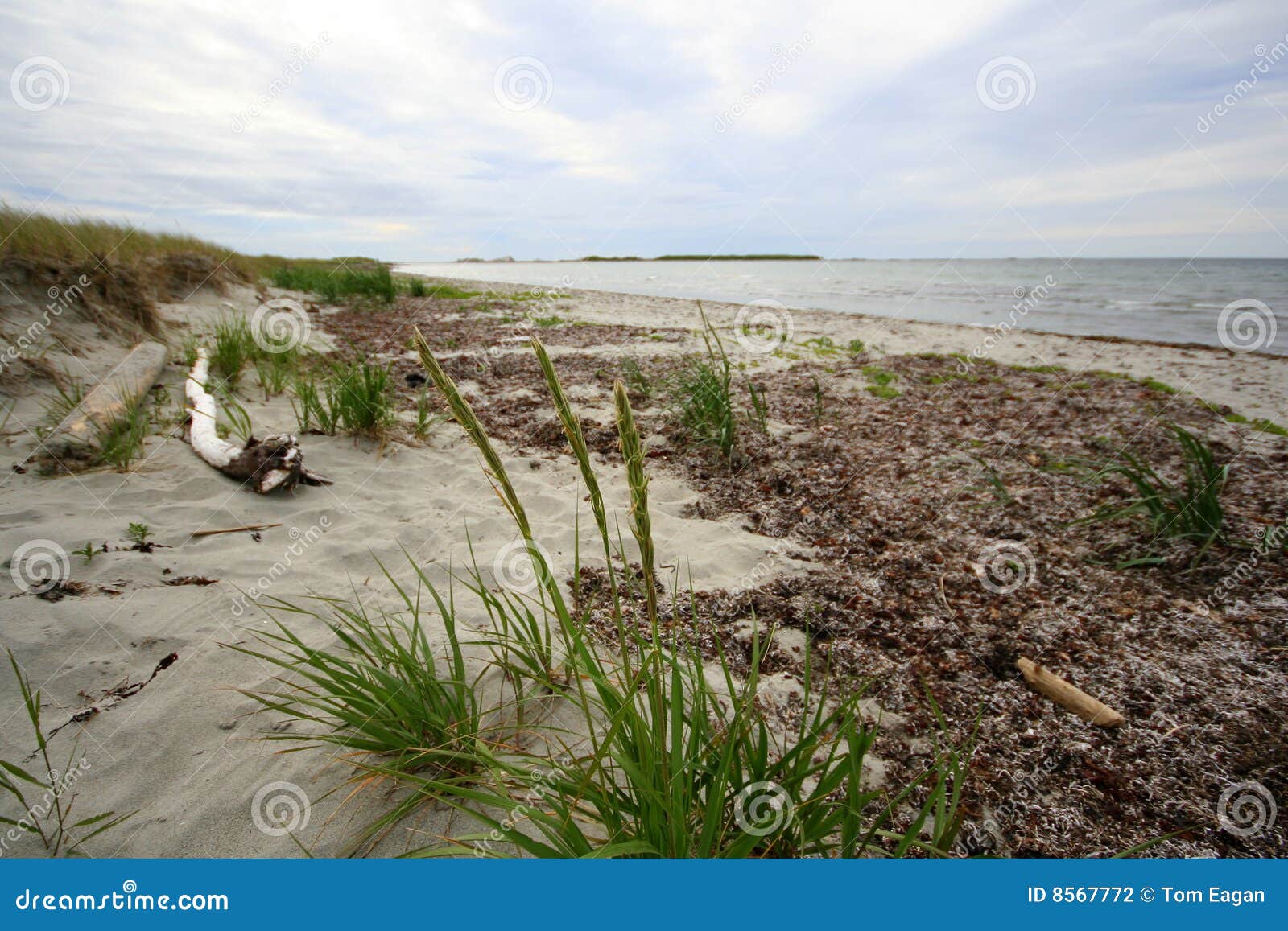 Shallow Bay Beach stock photo. Image of tourism, national - 8567772