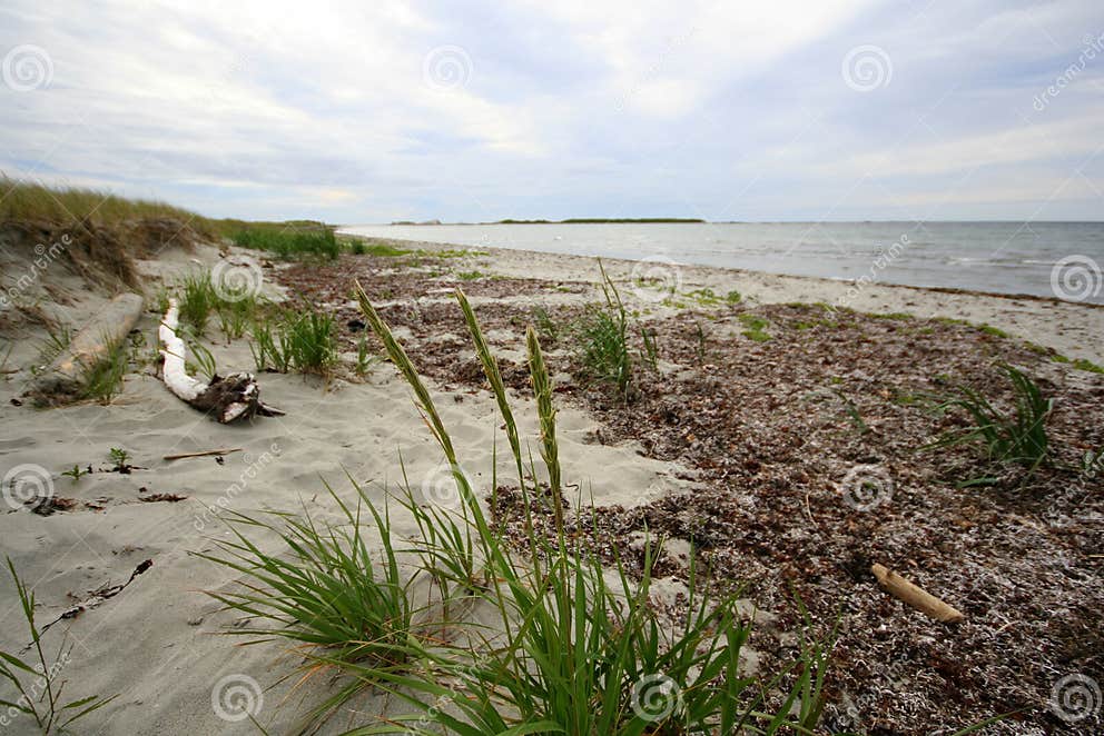 Shallow Bay Beach stock photo. Image of tourism, national - 8567772